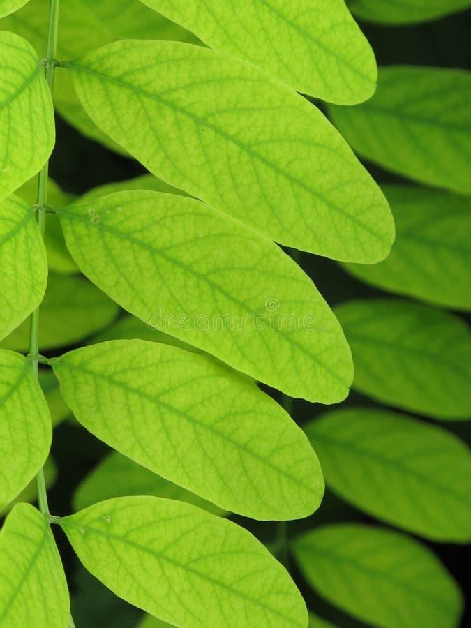 Feather-like leaves stock photo. Image of macro, garden - 35594498
