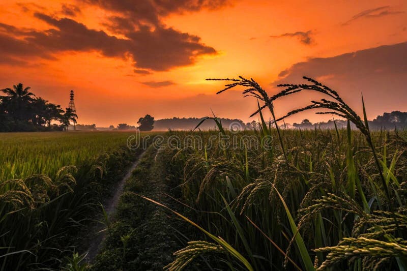 Sunset View of a Lush Rice Field with Golden Hues in the Sky. the ...