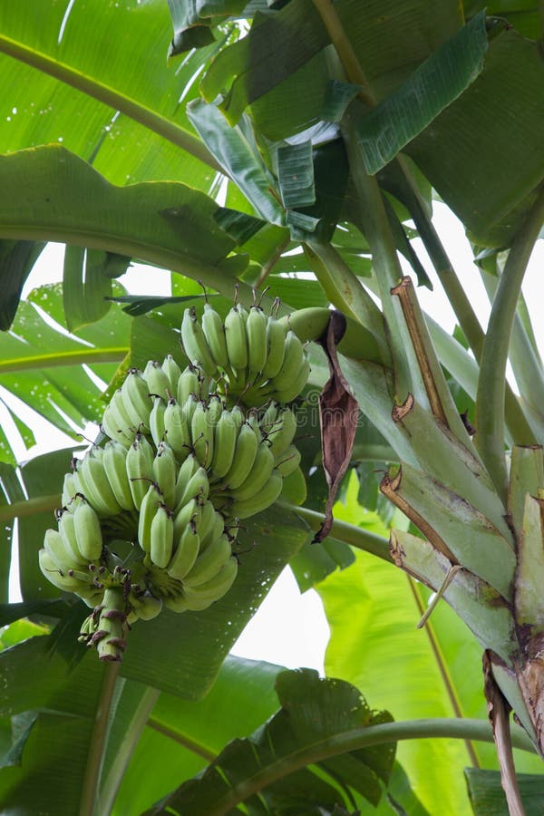 Green Abanana, Raw Bananas, Banana Tree Stock Image - Image of fruit ...
