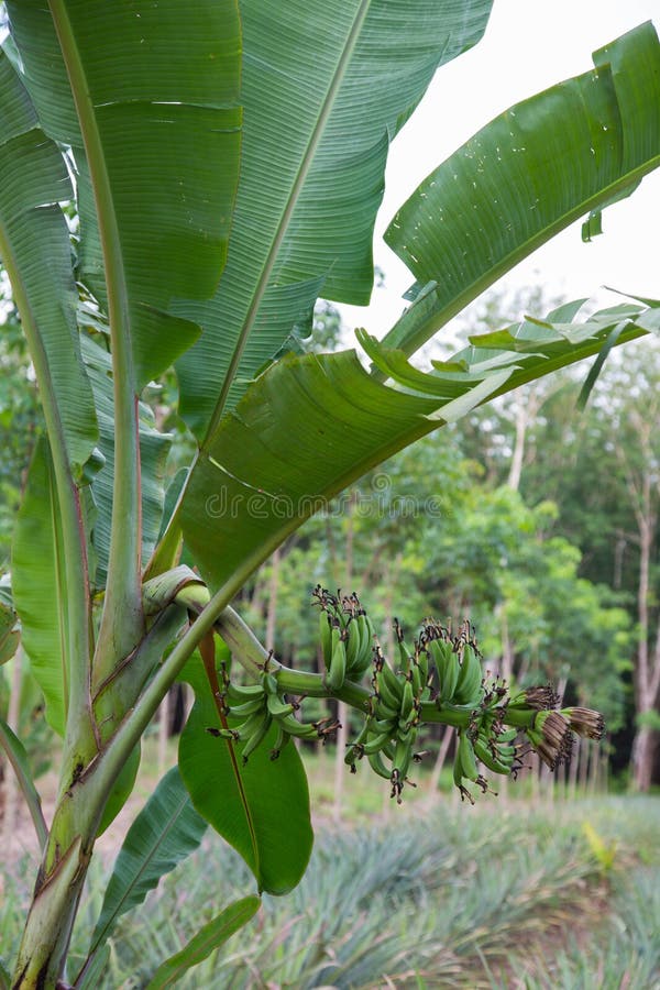 Green Abanana, Raw Bananas, Banana Tree Stock Image - Image of nature ...