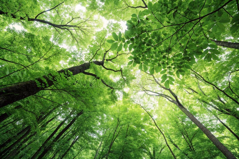 Forest Selective Focus Background Stock Illustrations – 6,288 Forest ...