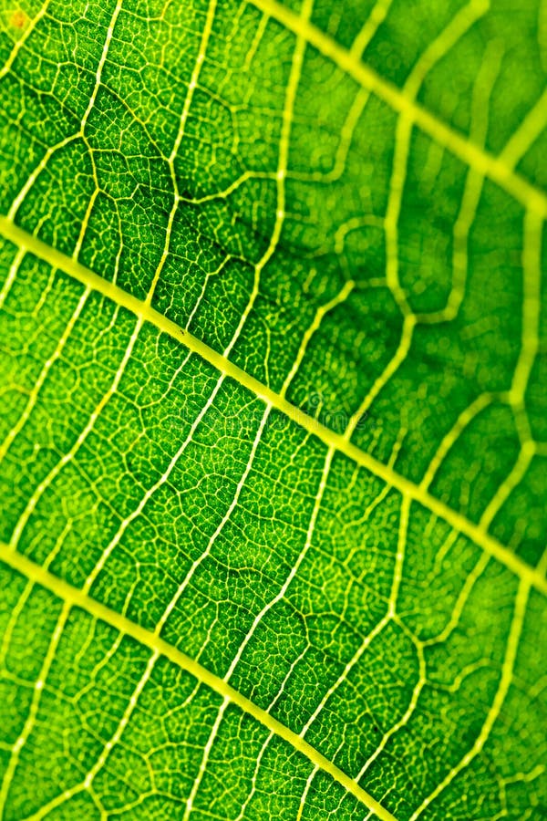 Green Abstract with Leaf Texture Stock Photo - Image of life, greenish ...