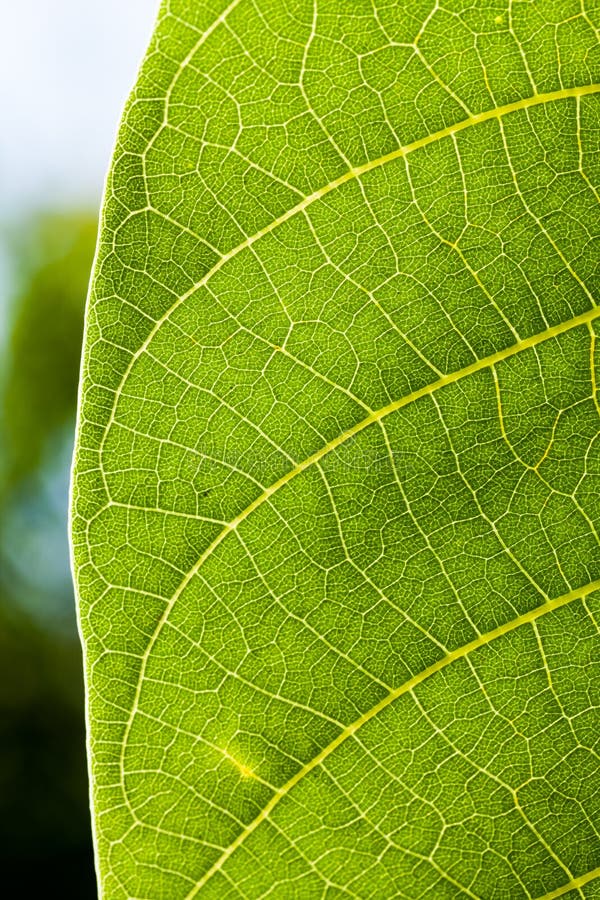Green, Abstract with Leaf Texture Stock Photo - Image of grow, healthy ...
