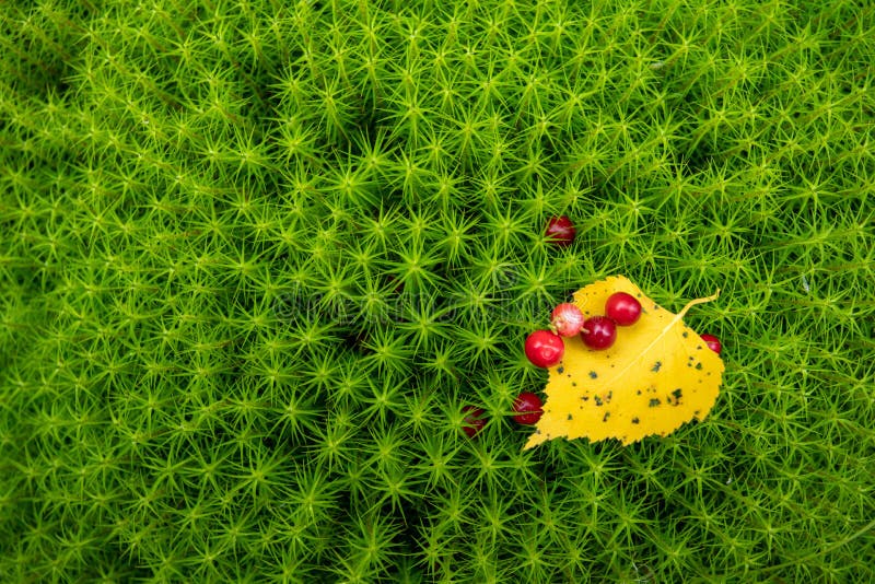 Green Abstract Natural Texture from Moss Stock Image - Image of ...