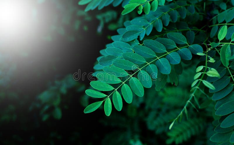 Green Acacia Leaf. Sprout. Petals and Branches of a Tree in Spring and ...