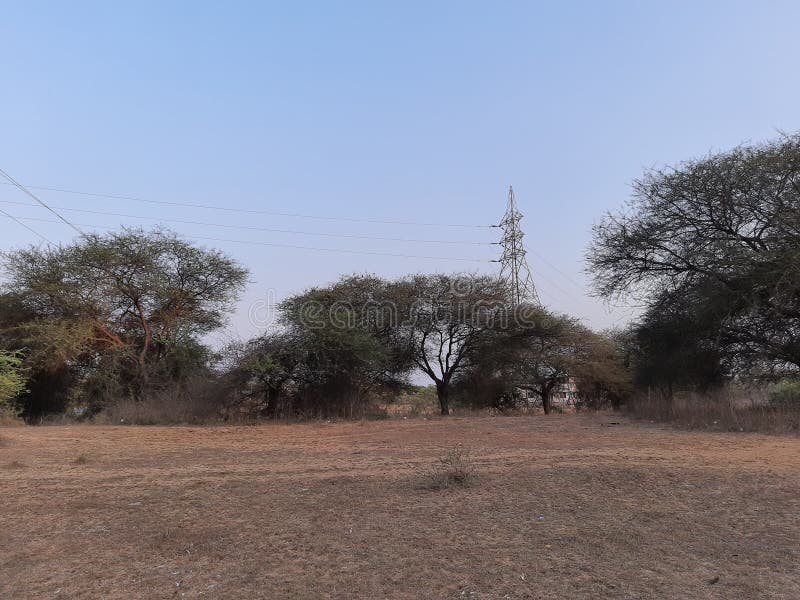 A Green Acacia Trees and Open Land in Village Stock Photo - Image of ...