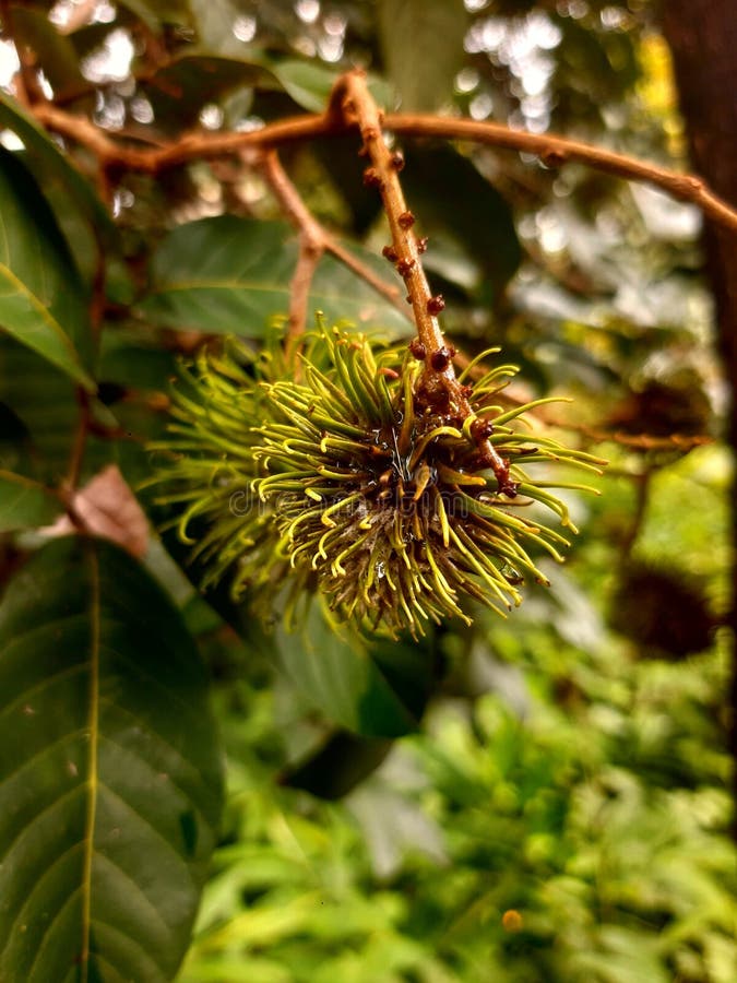 The Green Ace Mufa Fruit Grows in a Natural Garden Stock Image - Image ...
