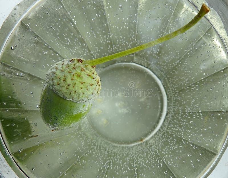 Green Acorn Inside the Glass of Water Stock Photo - Image of macro ...