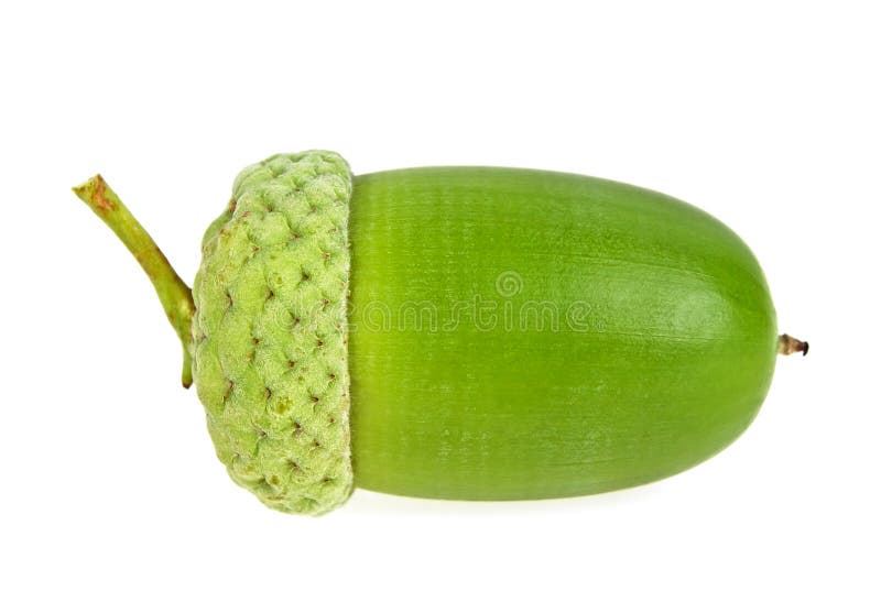 Green Acorn Isolated on White Background Stock Photo - Image of small ...