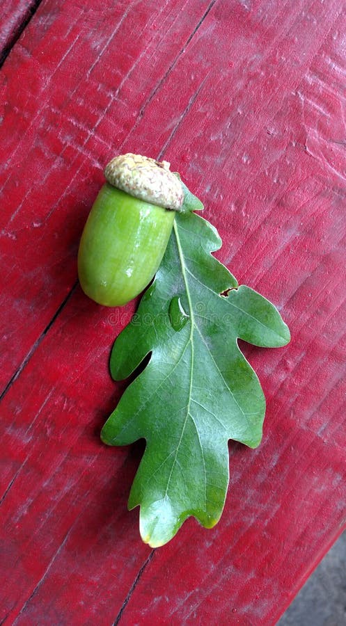 Acorn on the red bench stock photo. Image of tree, color - 209785870