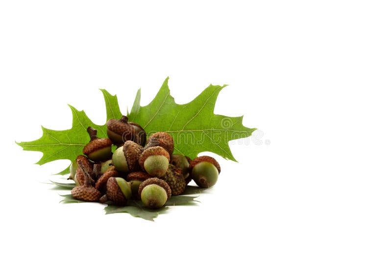 Green acorns stock photo. Image of stack, autumn, botany - 16192224