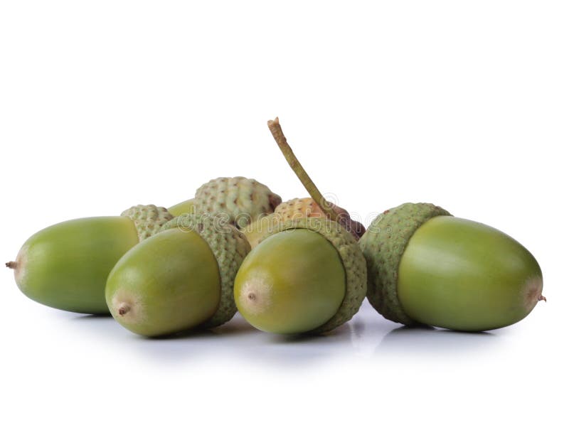 Acorn stock image. Image of isolated, nuts, acorns, stack - 52547