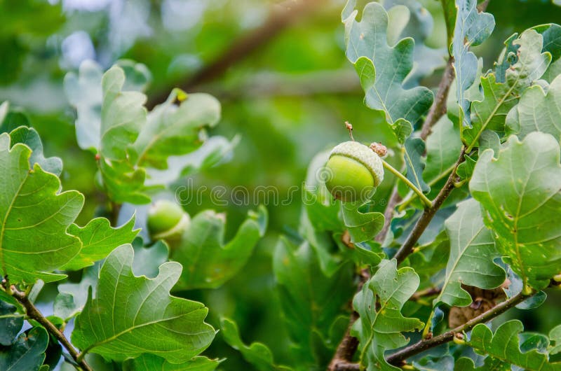 Bright Greenery in Large Drops after Rain. Beautiful Natural Background ...