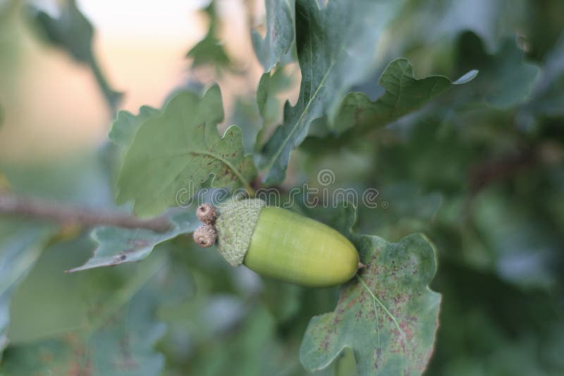 .Green Acorns with a Cap on a Tree Stock Image - Image of outdoor ...