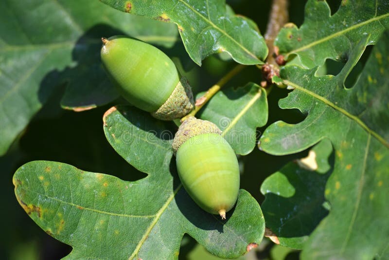 Green Acorns of a Southern Live Oak Tree Quercus Virginiana, Closeup ...