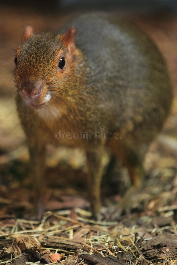 Green Acouchi, Myoprocta Pratti, Isolated Stock Photo - Image of people ...