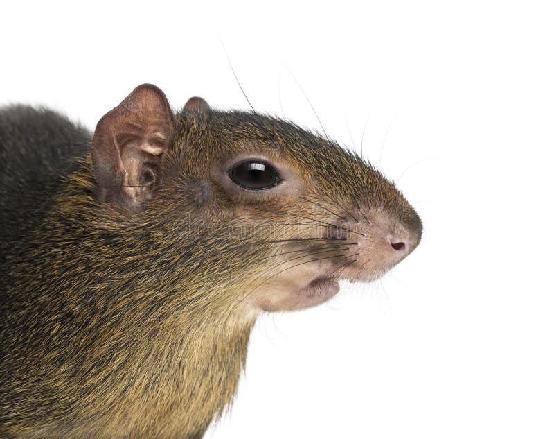 Green Acouchi Eating, Myoprocta Pratti, Isolated Stock Image - Image of ...