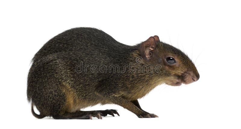 Green Acouchi, Myoprocta Pratti, Isolated Stock Photo - Image of rodent ...