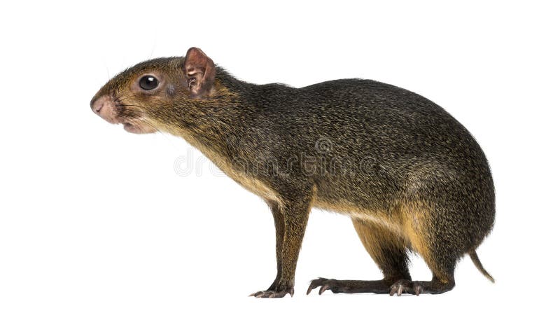 Green Acouchi, Myoprocta Pratti, Isolated Stock Photo - Image of ...