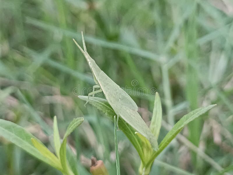 Green Acrida Cinerea Insect among Wild Grass Stock Photo - Image of ...