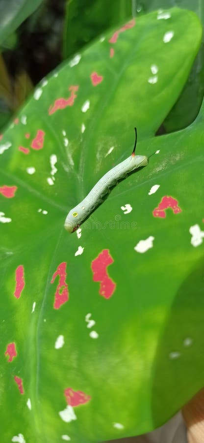 Green Acteus Pergesa Larvae are on the Surface of Taro Leaves Stock ...