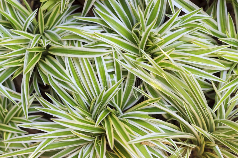 343 Adn Tree Stock Photos - Free & Royalty-Free Stock Photos from ...