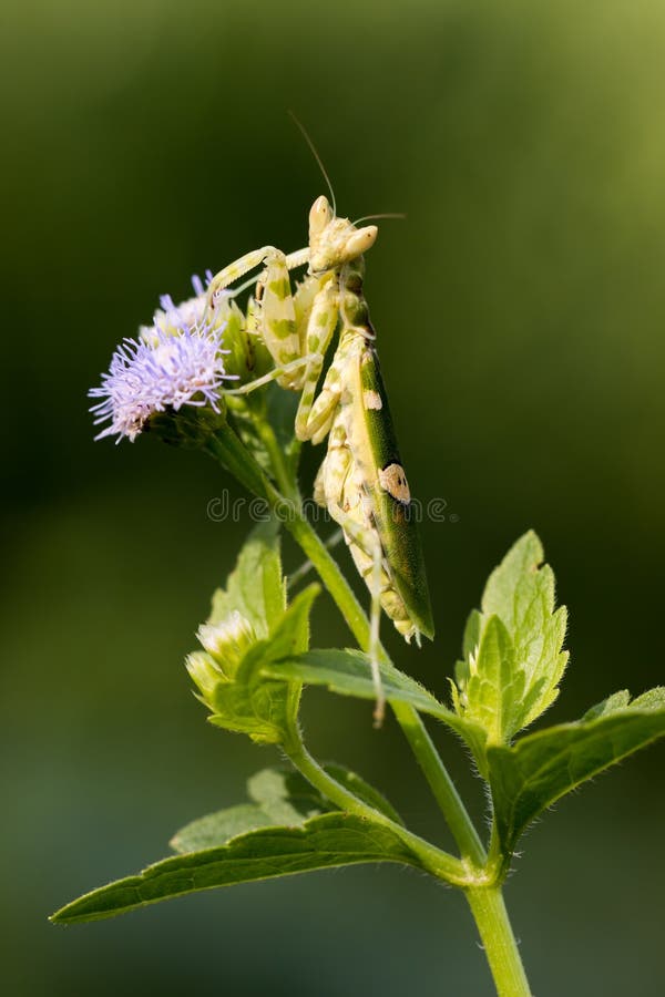 Adult Praying Mantis on Wall Stock Photo - Image of upside, green ...