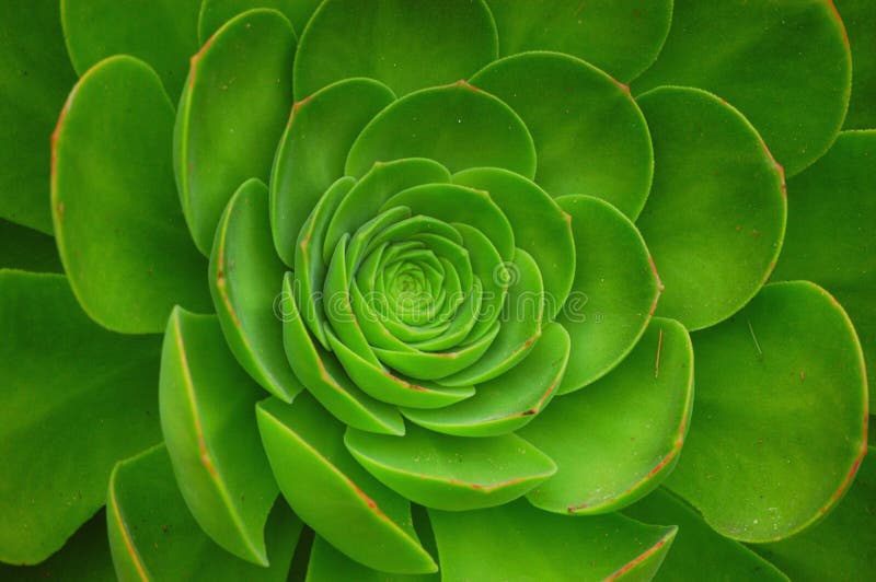 Green Aeonium Arboreum Plant Stock Photo - Image of shadows, circular ...