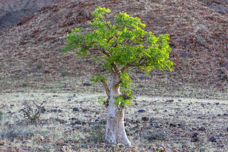 Green African Moringa Tree in the Namib Desert Stock Image - Image of ...