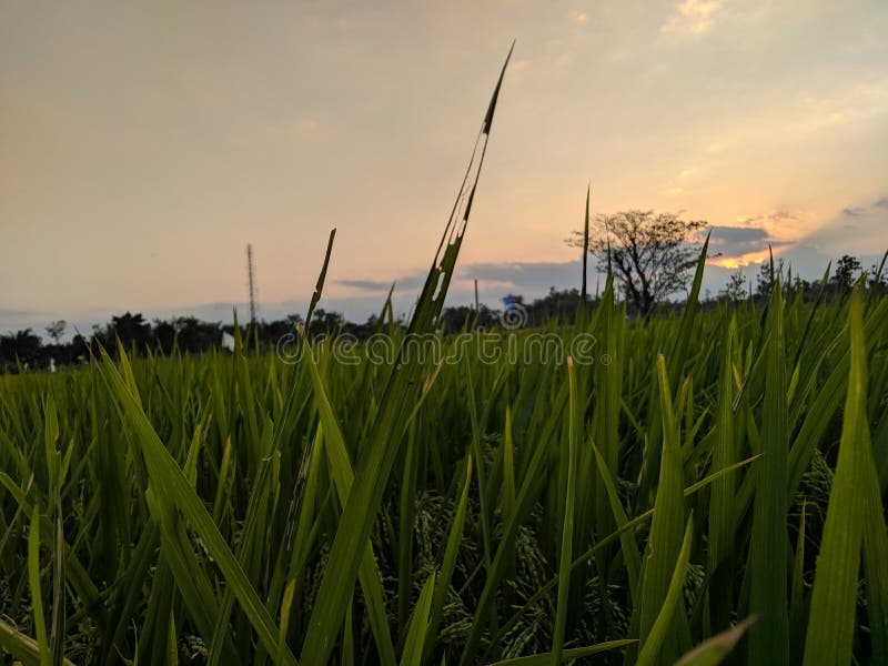Green Afternoon Sun Rice Field Stock Photo - Image of fields, rice ...