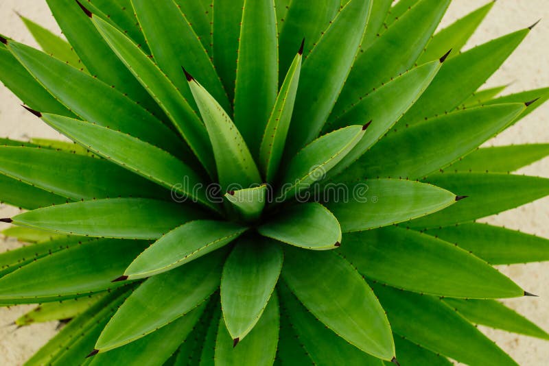 Agava plant stock image. Image of regular, plant, green - 89092321