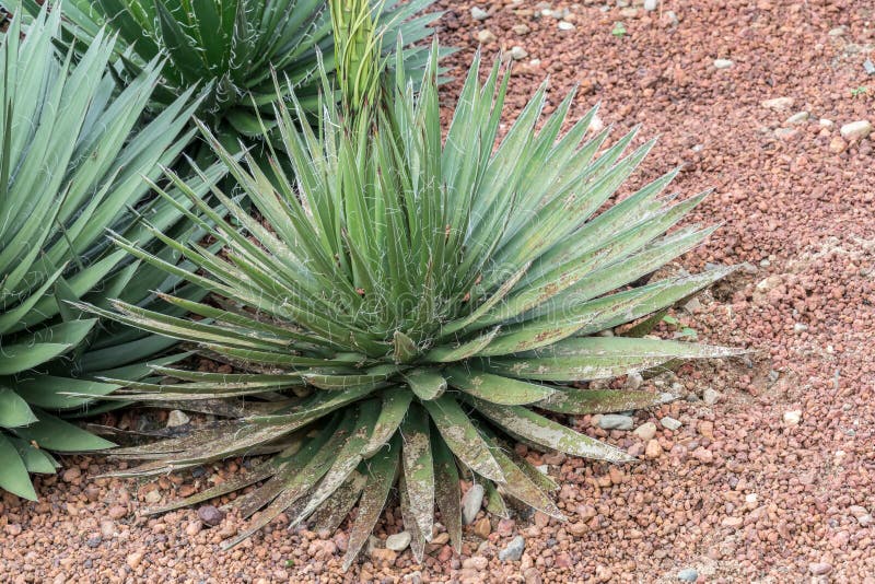 Green agave leaves stock photo. Image of cacti, green - 77843626
