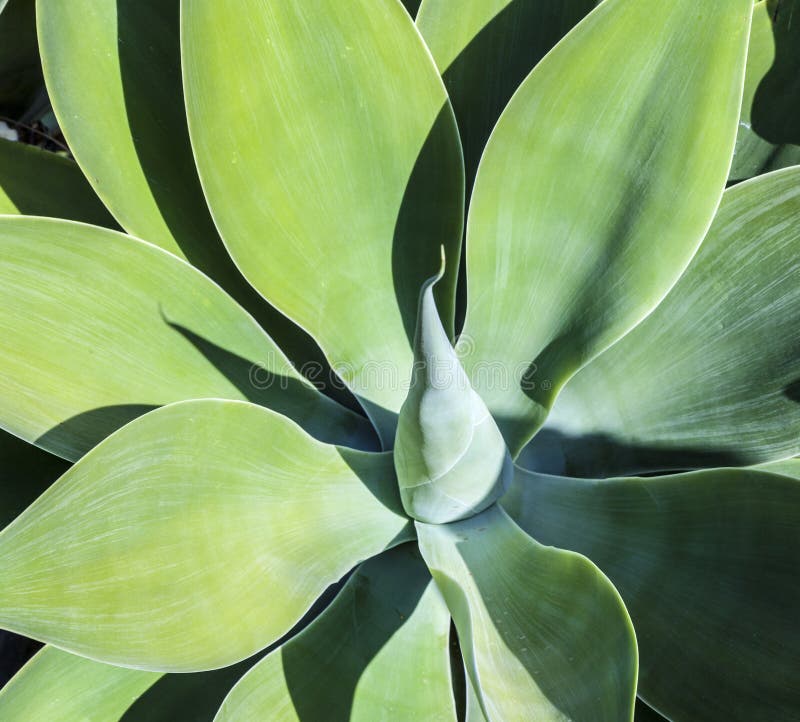 Green agave plant stock image. Image of flower, field - 37181281