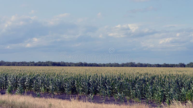 Green Agricultural Corn Field Editorial Photography - Image of ...