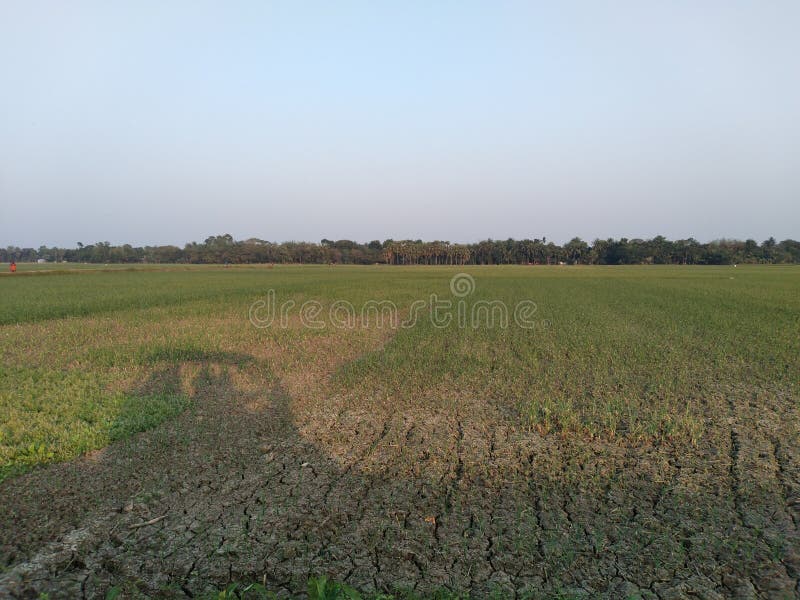 Green Agricultural Field or Ground Stock Image - Image of pasture, tree ...