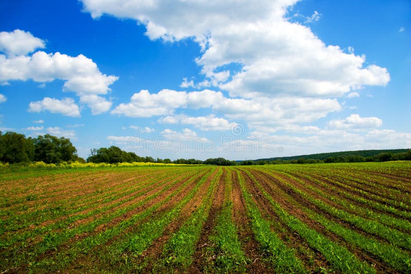 Green Agricultural Sow Field and Blue Sky Stock Image - Image of cloud ...