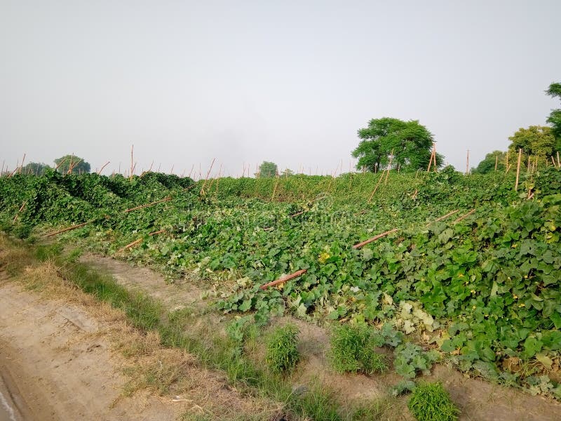 Green Agricultural Vegetable Landscape Field Stock Photo - Image of ...