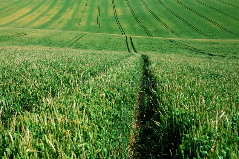 Green Agriculture Field with the Tractor Way Path Stock Photo - Image ...