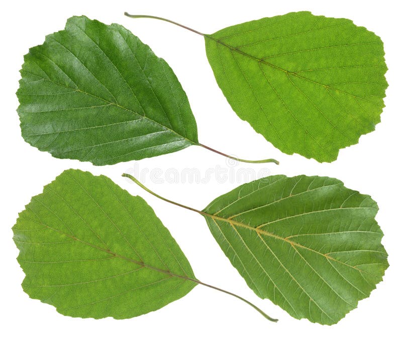 263 Alder Leaves Isolated Stock Photos - Free & Royalty-Free Stock ...