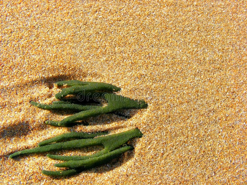 Green alga under the sand stock image. Image of trip - 264079309