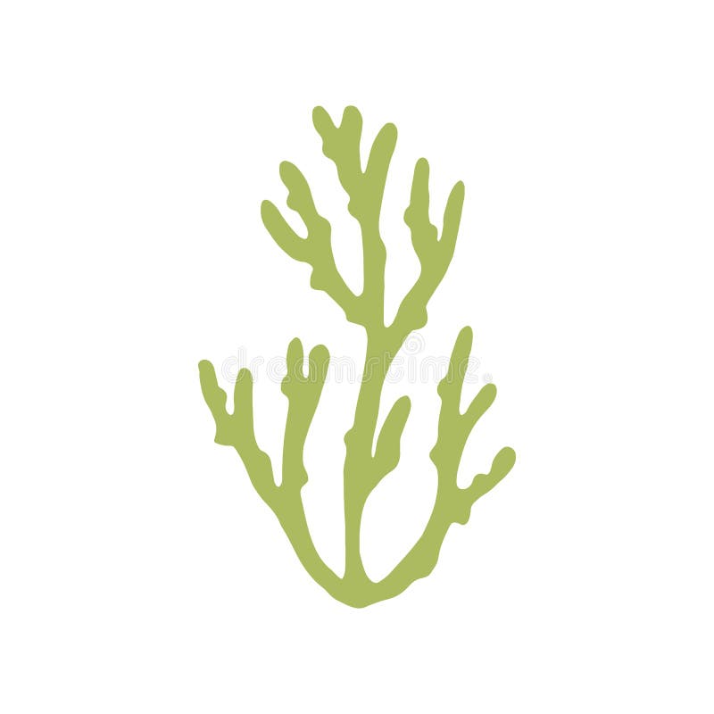 Green Alga Vector Icon Isolated Stock Vector - Illustration of seaweed ...