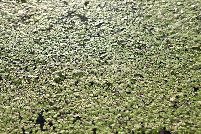 Green algae background stock image. Image of spring - 149029303