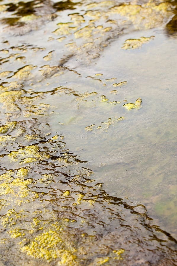 Slime water stock photo. Image of river, bubble, pond - 122172480