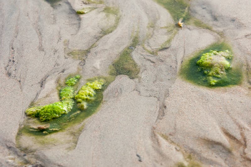 Slime water stock photo. Image of river, flora, environmental - 122172456