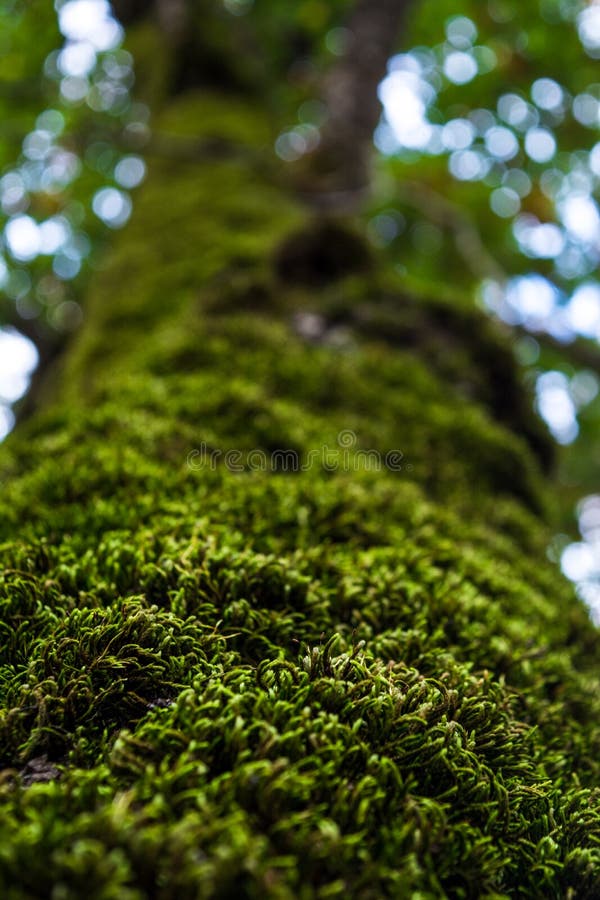 Green Algae Attached To a Tree, Green Grass Growing on an Oak Tree ...
