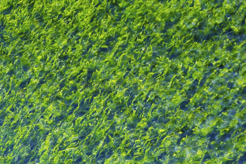 Green algae background stock image. Image of abstract - 150528407