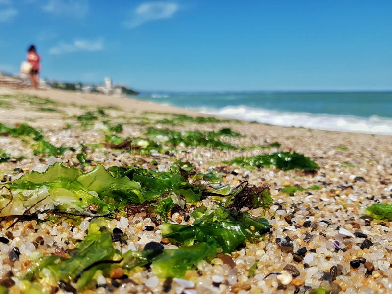 Algae on the beach stock photo. Image of island, ocean - 117898922