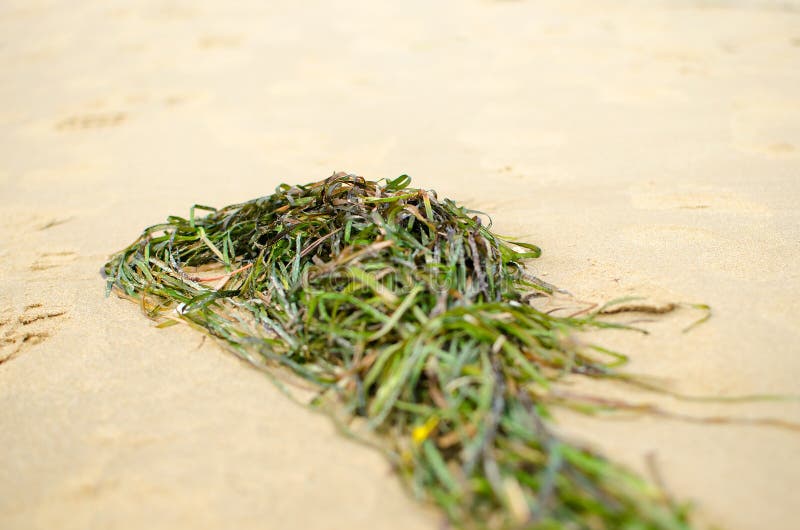 Green Algae on the Beach Closeup Seaweed Stock Photo - Image of green ...