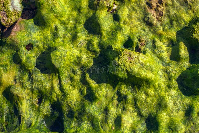 Green Algae Texture on Sand Beach Stock Image - Image of ocean, seaside ...