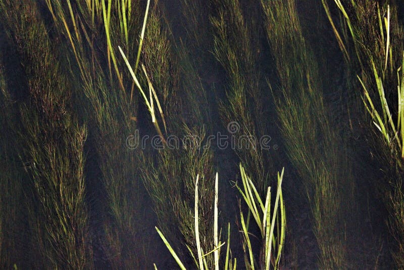 Top View of the Algae at the Bottom of the River. Stock Image - Image ...